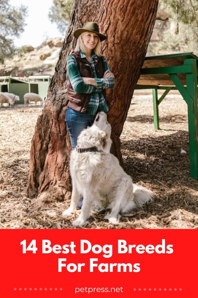 14 Best Dog Breeds for Farms & Why They're Perfect Companions!