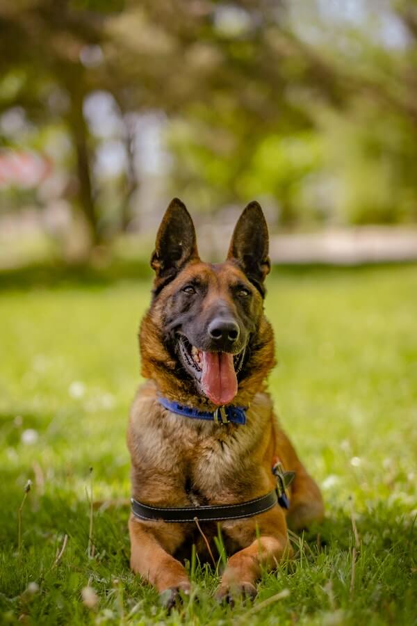 14 Best Dog Breeds for Farms & Why They're Perfect Companions!