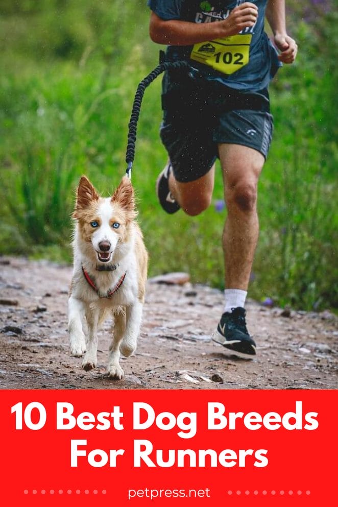 Run Like The Wind With These 10 Best Dog Breeds For Runners
