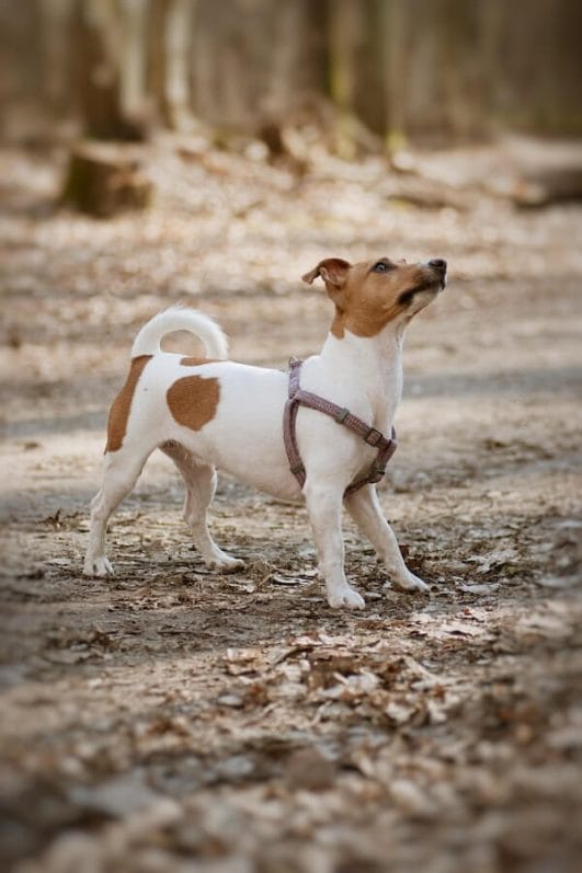 Run Like The Wind With These 10 Best Dog Breeds For Runners