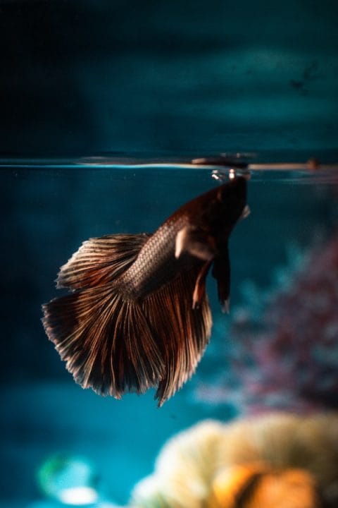 A Peaceful Slumber: Understanding How Do Betta Fish Sleep