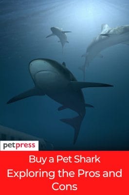 Buy a Pet Shark: Exploring the Pros and Cons of Owning a Shark