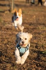What Is a Cavapoo? Understanding The Popular Crossbreed