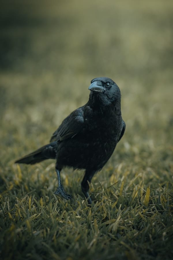 Protecting Feathered Friends: Is it Legal to Have a Pet Crow