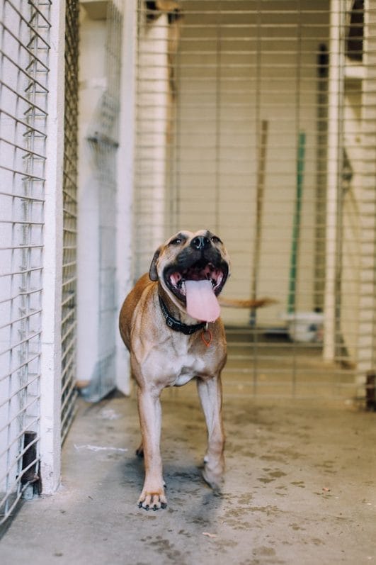 What Is a Bait Dog? Understanding the Cruel Practice