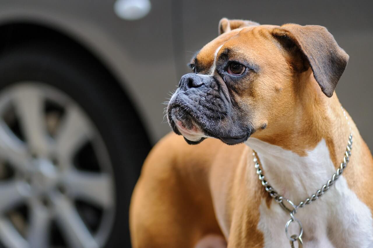 7 Dog Breeds Drool The Most And Are Still Adorable