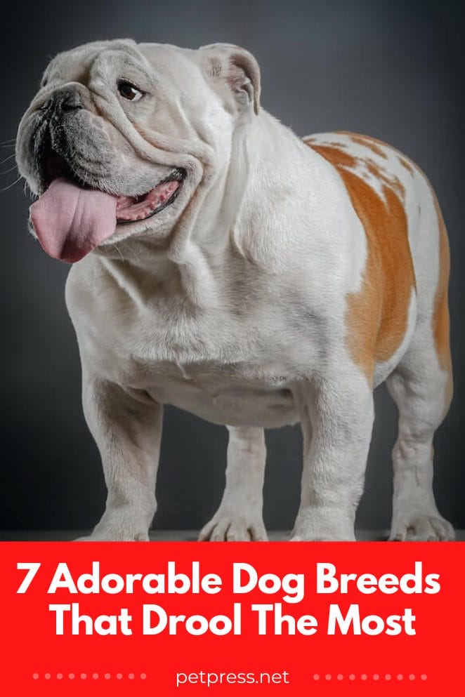 7 Dog Breeds Drool The Most And Are Still Adorable