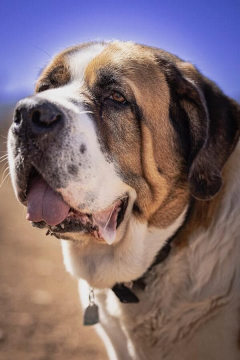 7 Dog Breeds Drool The Most And Are Still Adorable