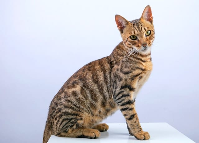 Small Exotic Cats: A Unique and Fascinating Pet Choice