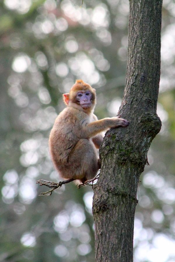 Explore The Pros and Cons: Do Finger Monkeys Make Good Pets?