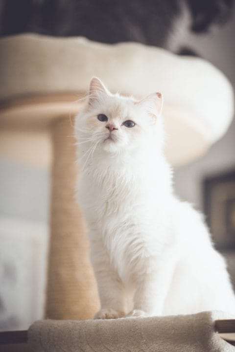 What is a Floppa Cat? Unraveling the Charm of these Cats