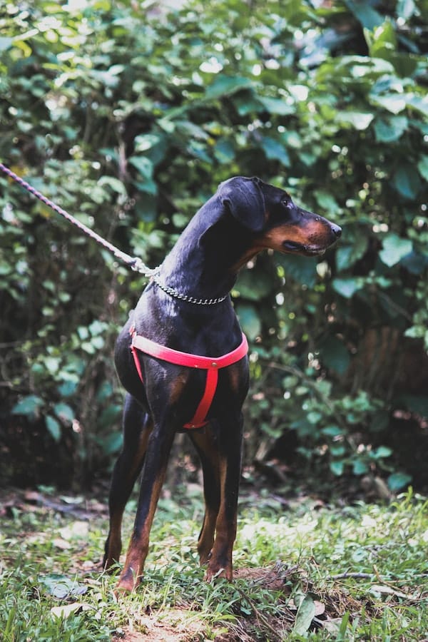 Comprehensive Guide: Step by Step on Training a Guard Dog