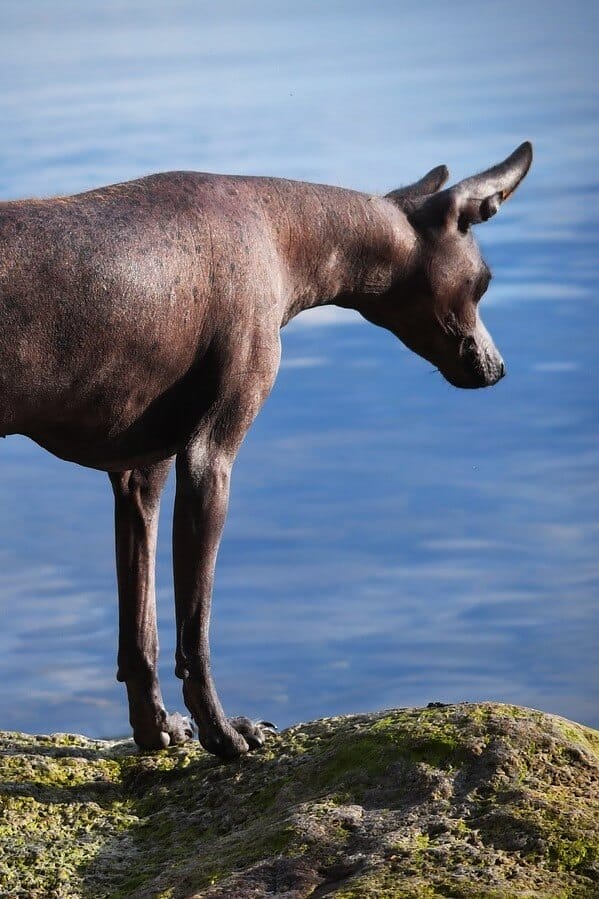 7 Most Popular Hairless Dog Breeds - PetPress