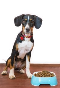 What is Kibble? A Comprehensive Guide to Kibble for Pets