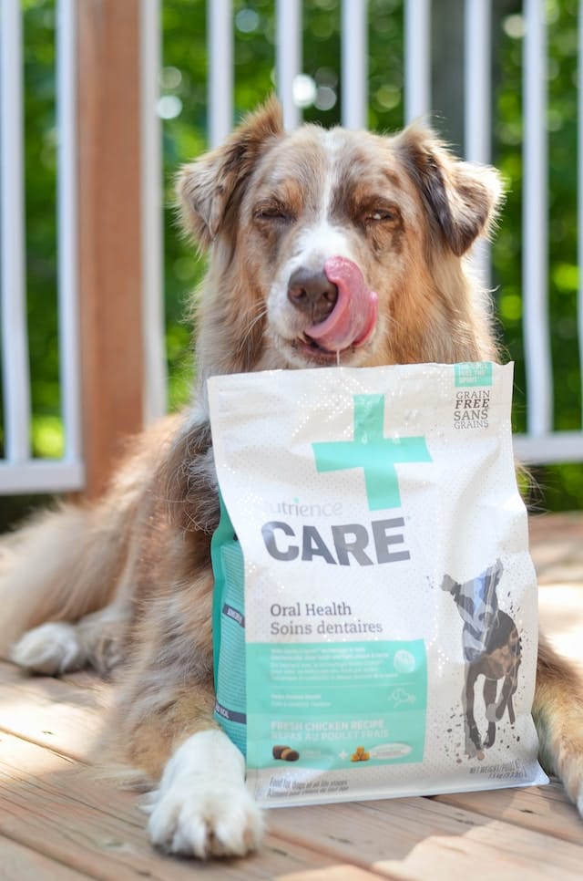 What is Kibble? A Comprehensive Guide to Kibble for Pets