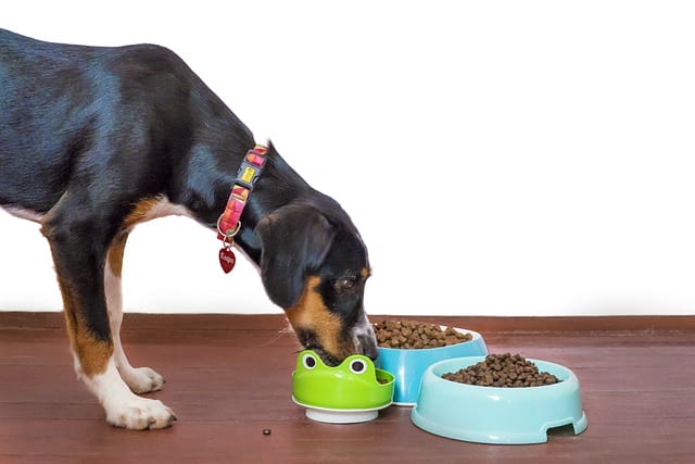 What is Kibble? A Comprehensive Guide to Kibble for Pets