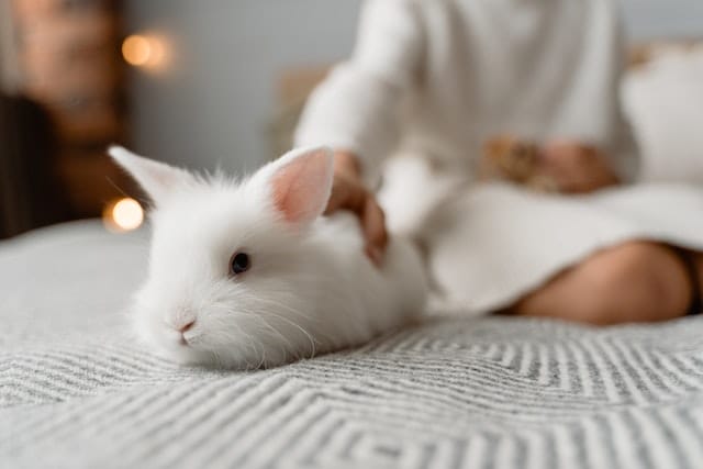 A Comprehensive Guide: The Best Rabbit Breeds for Pets