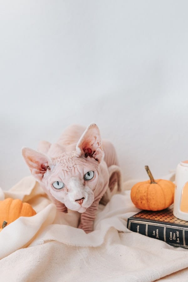 What is a Sphynx Cat? A Fascinating Look into the Hairless Cats