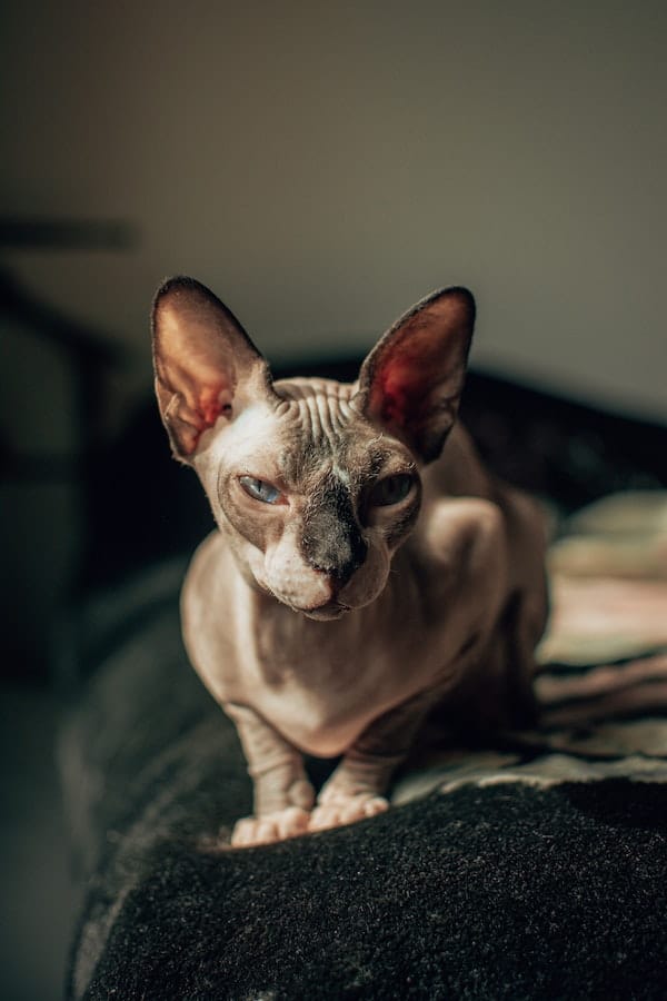 What is a Sphynx Cat? A Fascinating Look into the Hairless Cats