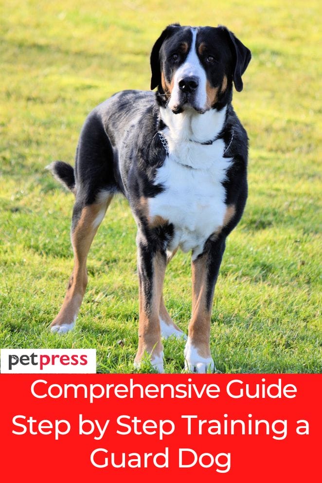 Comprehensive Guide: Step by Step on Training a Guard Dog