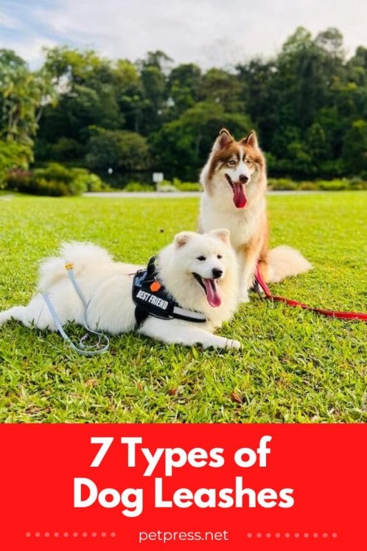 7 Different Types of Dog Leashes & How to Choose the Right One