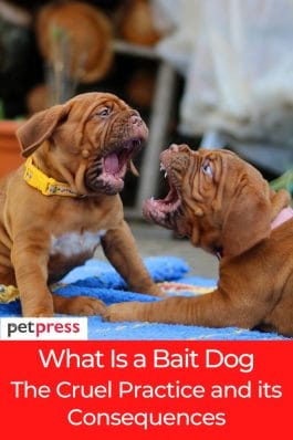 What Is a Bait Dog? Understanding the Cruel Practice