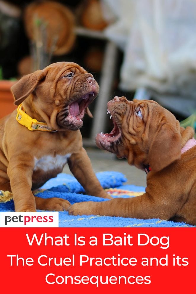 What Is a Bait Dog? Understanding the Cruel Practice