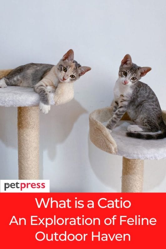 What is a Catio? An Exploration of Feline Outdoor Haven