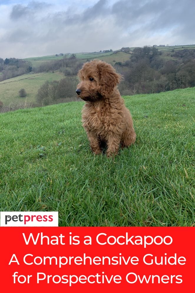 What is a Cockapoo: A Detail Guide for Prospective Owners