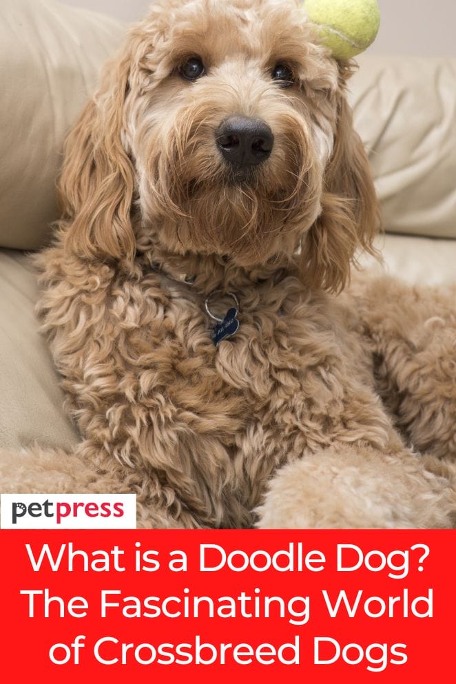 What is a Doodle Dog? The Fascinating World of Crossbreed Dogs