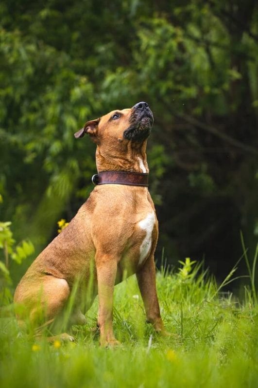 What Is Microchipping for Dogs: Everything You Need To Know