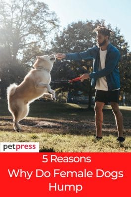 A Comprehensive Guide: 5 Reasons Why Do Female Dogs Hump