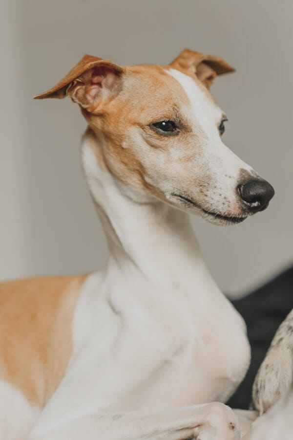 Unraveling the Mystery of Why Dogs Put Their Ears Back