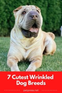 7 Cutest Wrinkled Dog Breeds You Need to Know About