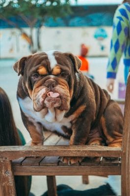 7 Cutest Wrinkled Dog Breeds You Need to Know About