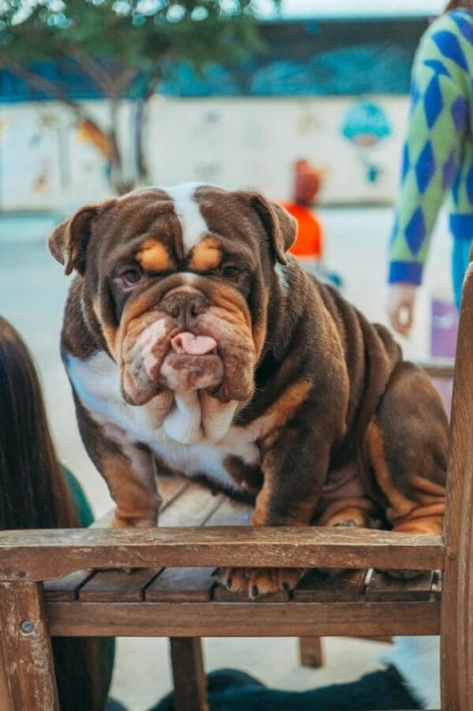 7 Cutest Wrinkled Dog Breeds You Need to Know About