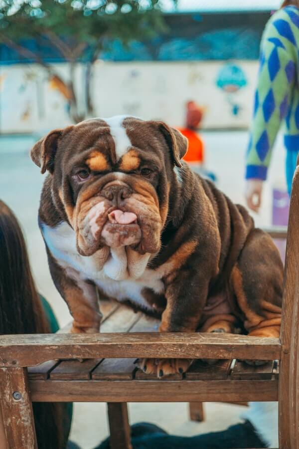 7 Cutest Wrinkled Dog Breeds You Need to Know About