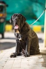 7 Cutest Wrinkled Dog Breeds You Need to Know About