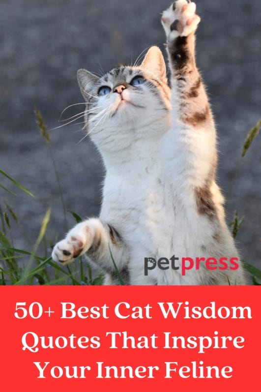 50+ Best Cat Wisdom Quotes That Inspire Your Inner Feline