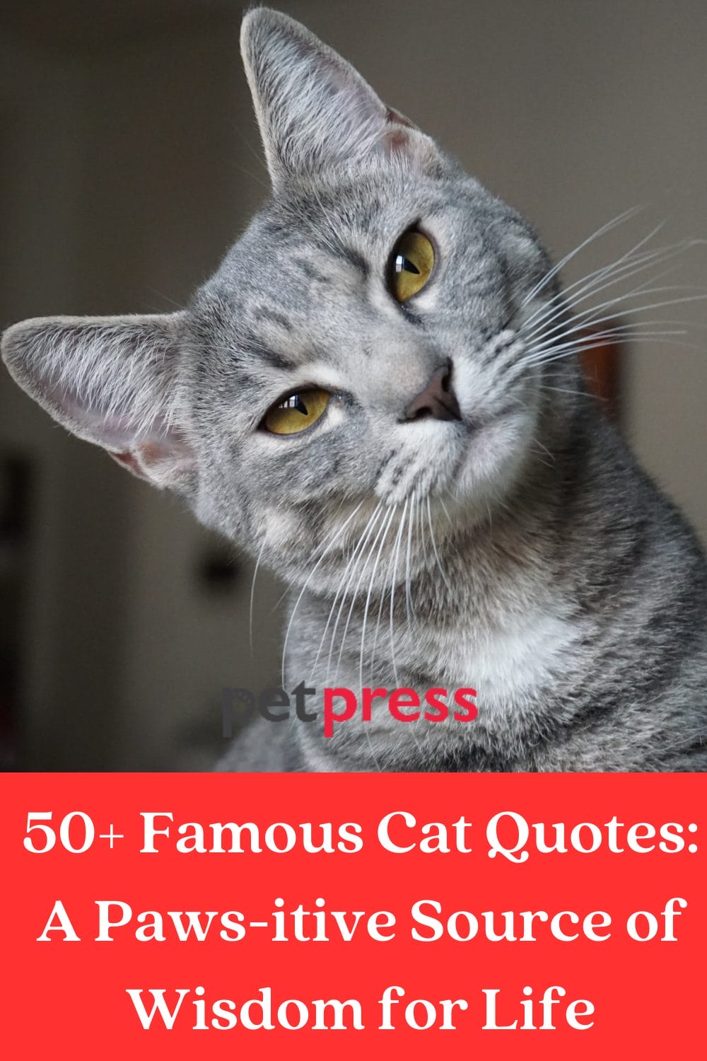 50+ Famous Cat Quotes: A Paws-itive Source of Wisdom for Life