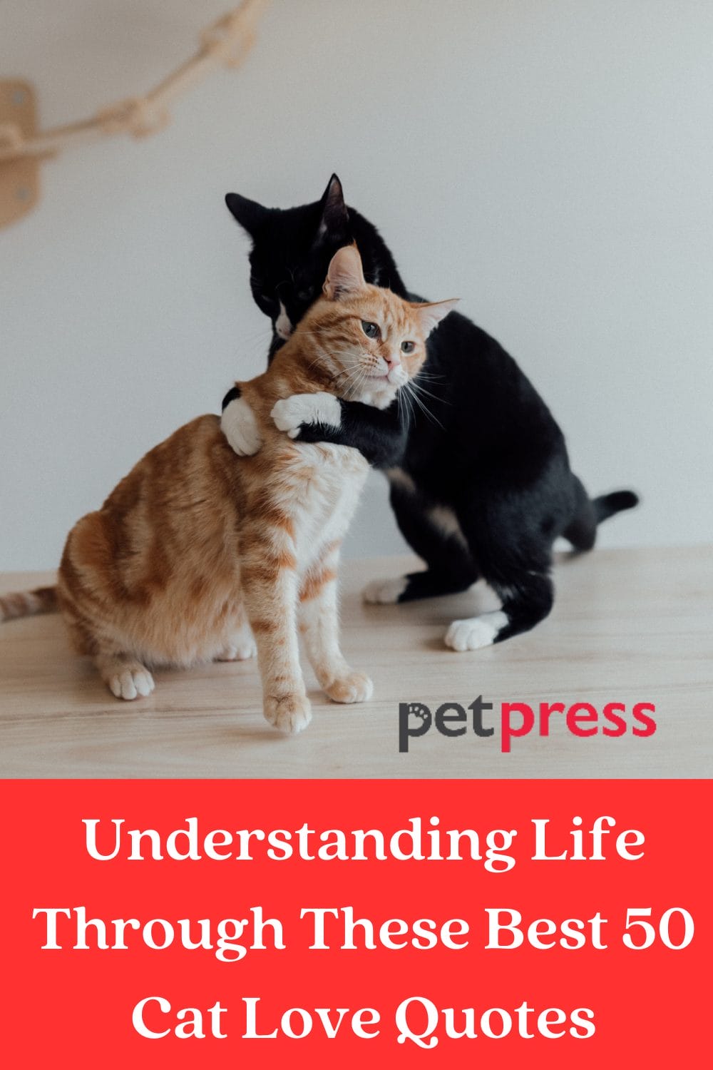 Understanding Life Through These Best 50 Cat Love Quotes