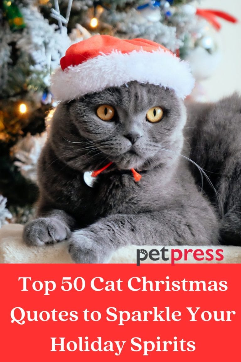 Top 50 Cat Christmas Quotes to Sparkle Your Holiday Spirits