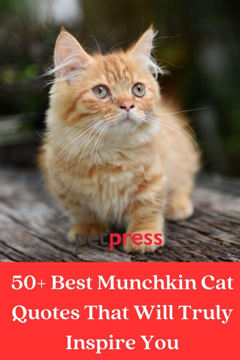 50+ Best Munchkin Cat Quotes That Will Truly Inspire You