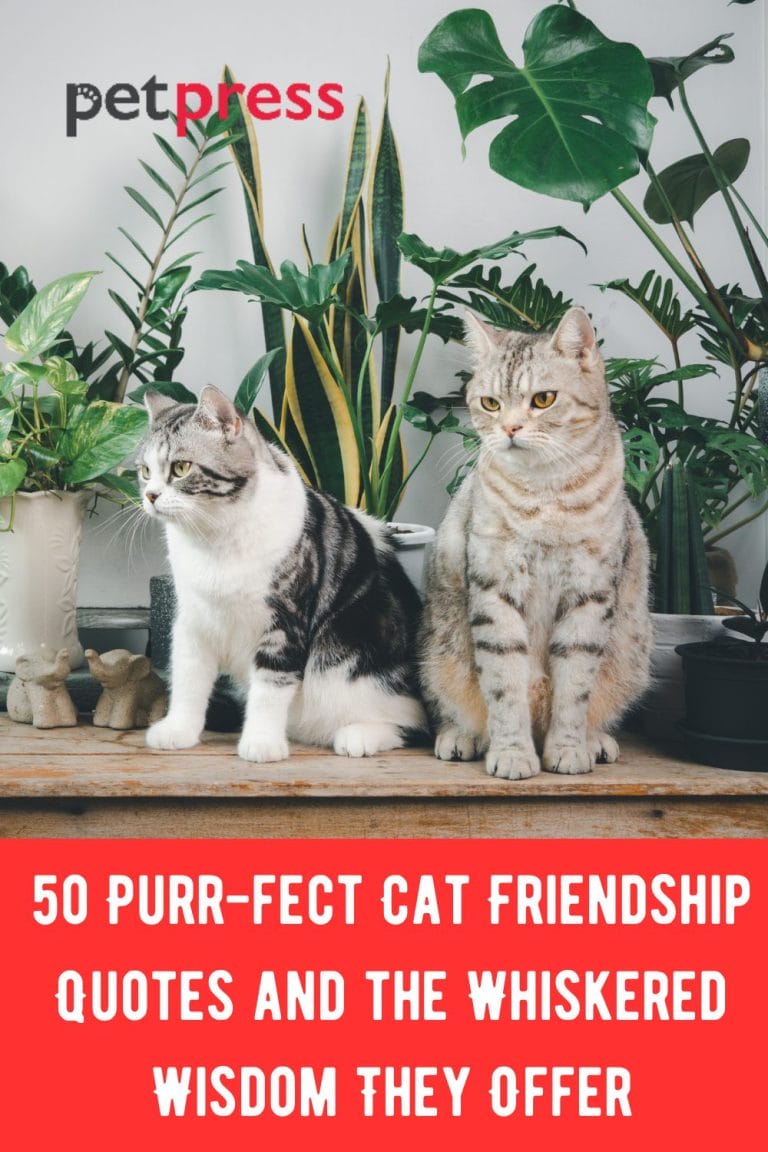 50 Purr-fect Cat Friendship Quotes and the Wisdom They Offer