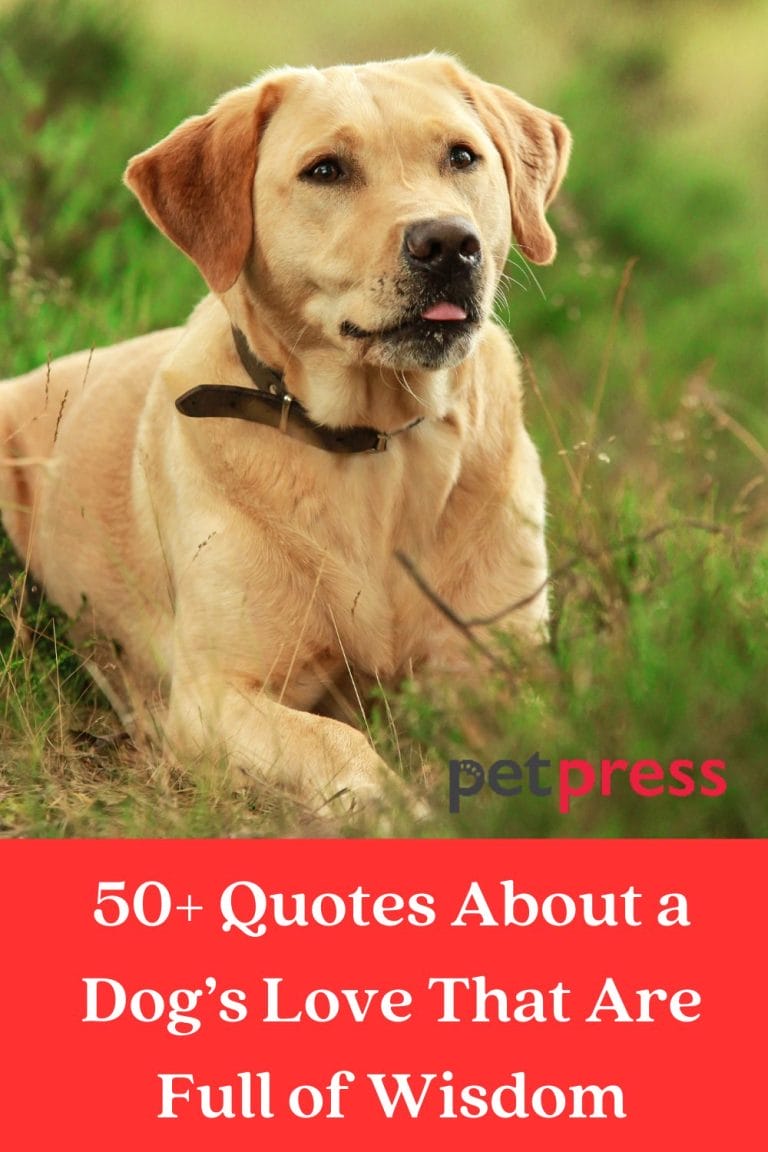 50+ Quotes About a Dog’s Love That Are Full of Wisdom - PetPress