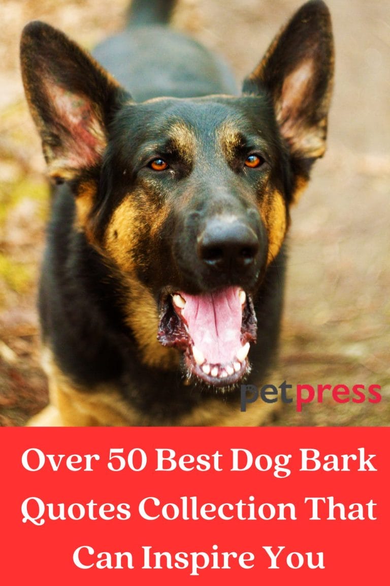 Over 50 Best Dog Bark Quotes Collection That Can Inspire You