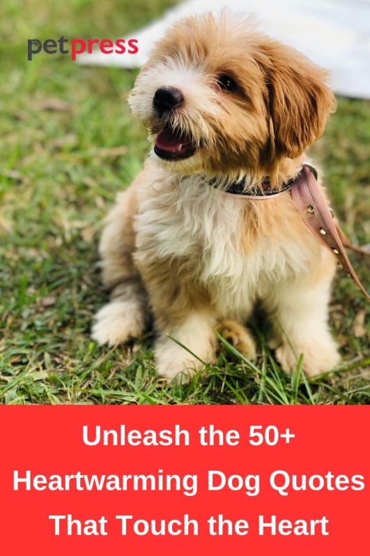 Unleash the 50+ Heartwarming Dog Quotes That Touch the Heart