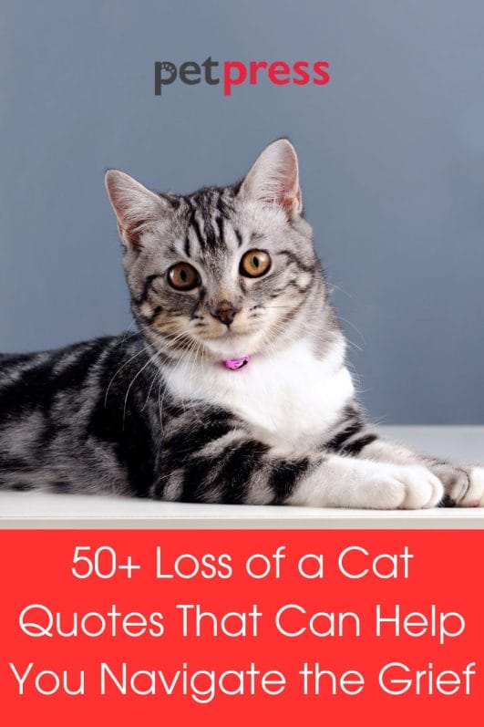 50+ Loss of a Cat Quotes That Can Help You Navigate the Grief