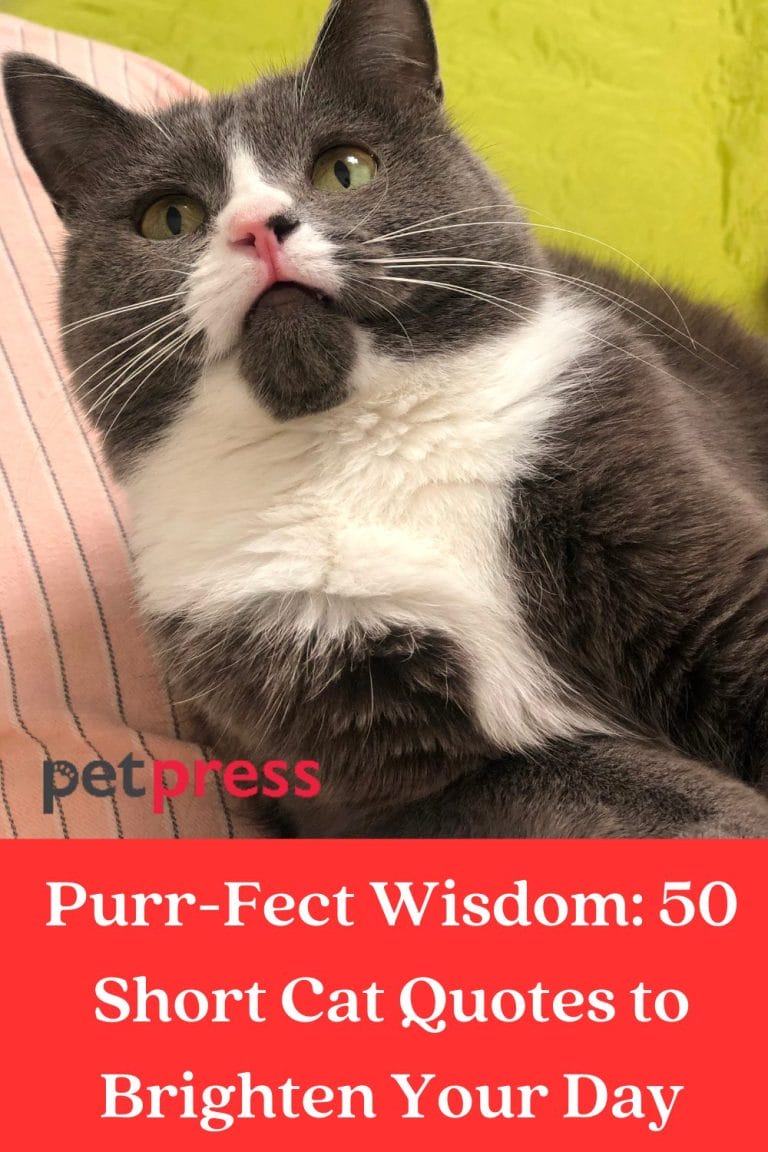 Purr-Fect Wisdom: 50 Short Cat Quotes to Brighten Your Day