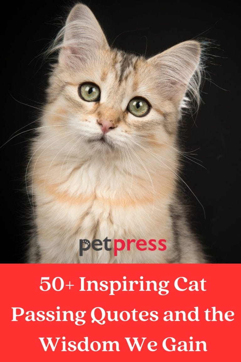 50+ Inspiring Cat Passing Quotes and the Wisdom We Gain